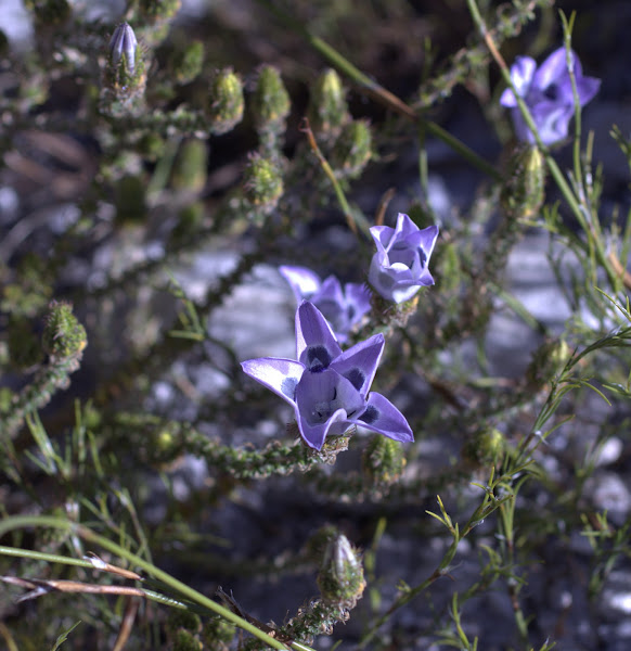 Campanulaceae | Project Noah