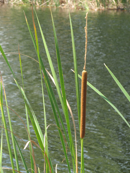 Southern Cattail | Project Noah
