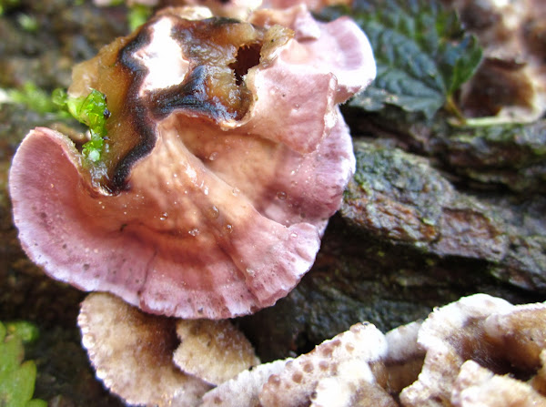 silver leaf fungus (old-discolored) | Project Noah