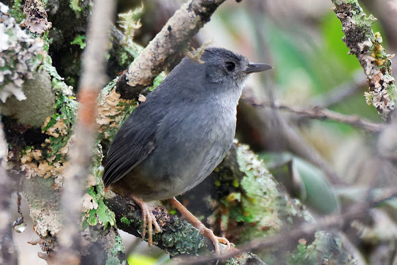 Tapaculo-de-brasilia (Brasilia Tapaculo) | Project Noah