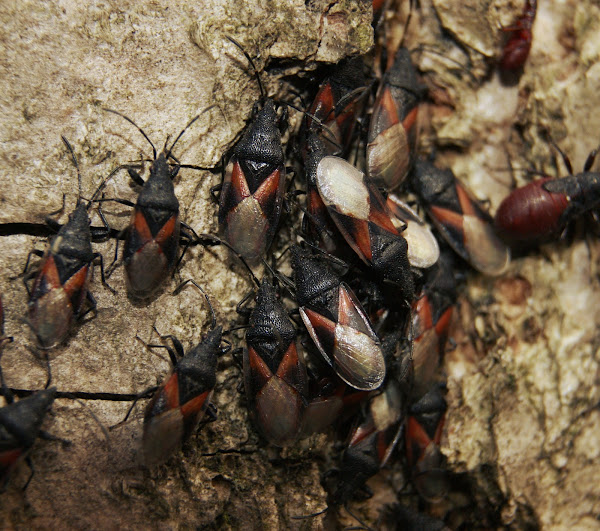 Ground Bug | Project Noah