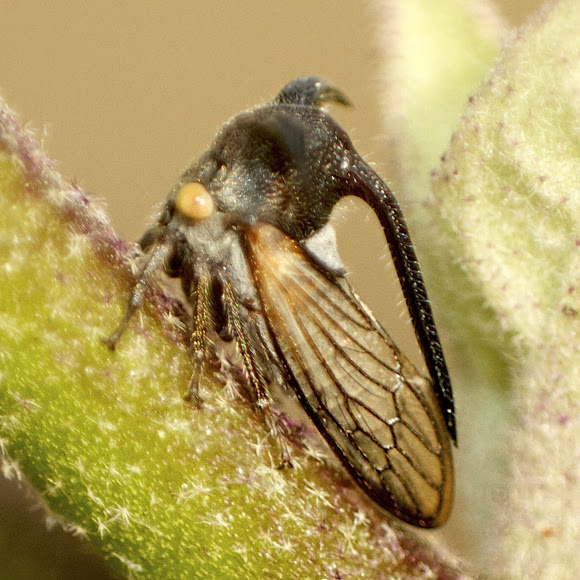 Thorn Mimic Treehopper | Project Noah
