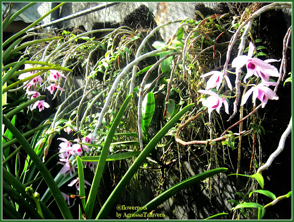 Sanggumay, Purple Rain Orchid | Project Noah