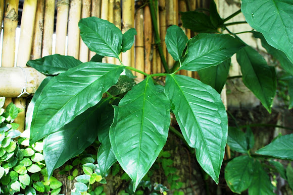 Five Fingers | Project Noah