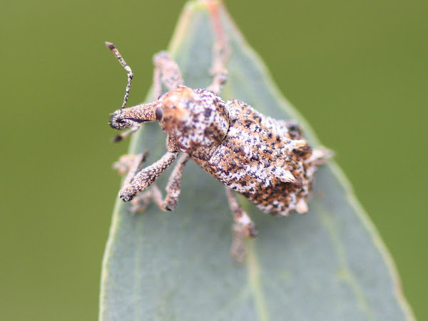 Elephant weevil | Project Noah