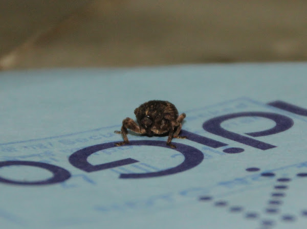 Mango stone weevil | Project Noah
