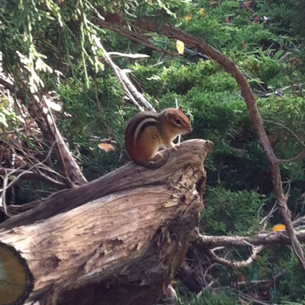 Eastern Chipmunk | Project Noah