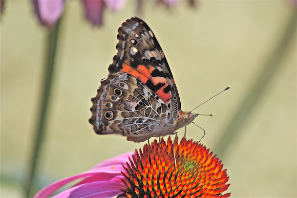 Painted Lady | Project Noah