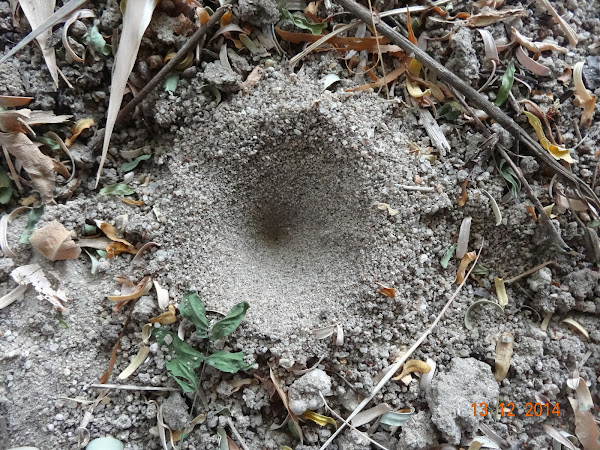 Antlion Burrow | Project Noah
