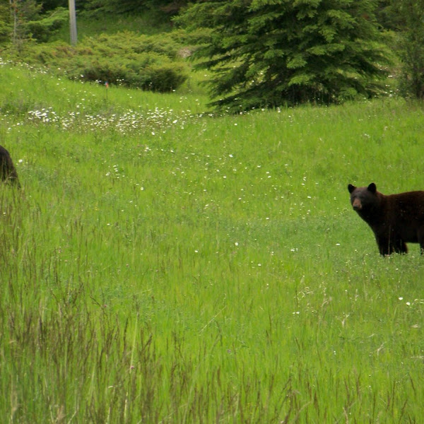 Flora and Fauna of California Wilderness | Project Noah