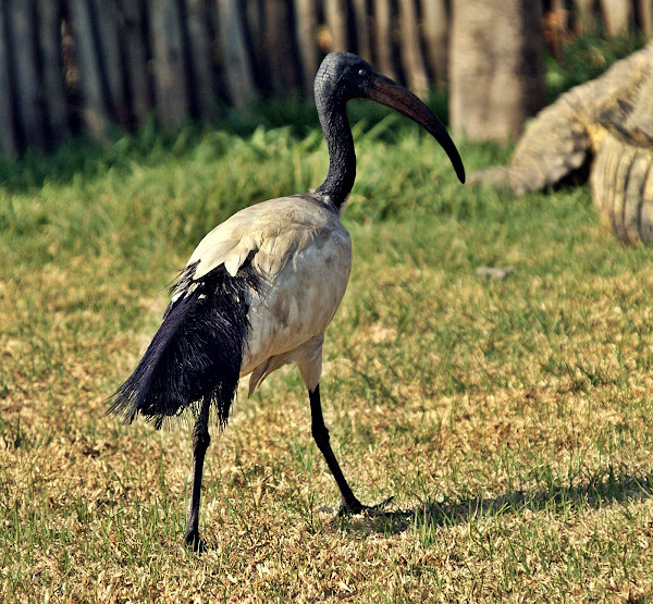 Black-headed Ibis | Project Noah