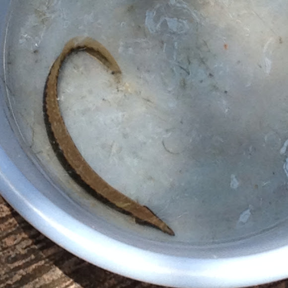 Half-banded Spiny Eel | Project Noah