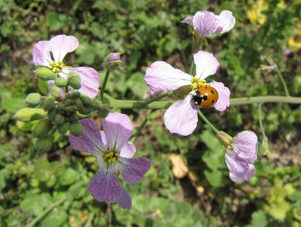 Seven-spotted ladybug | Project Noah