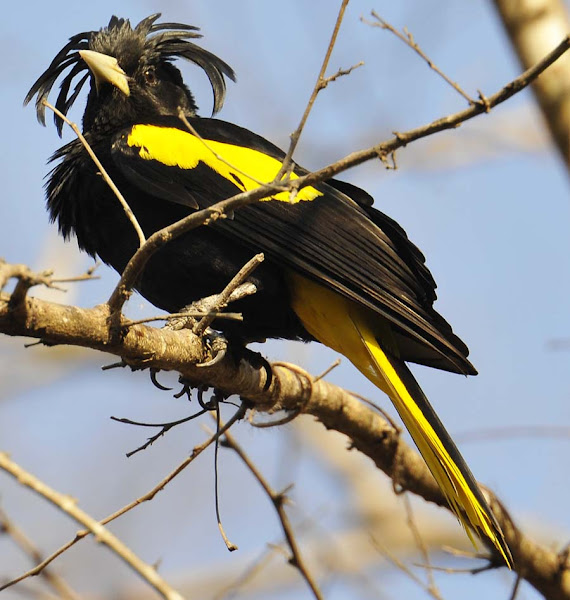 Yellow Winged Cacique - Cacique Mexicano | Project Noah