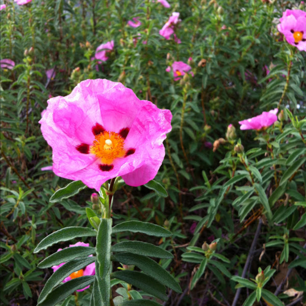 Orchid Rock Rose | Project Noah