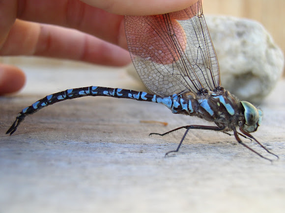 Canada Darner | Project Noah