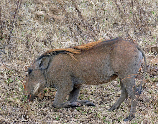 Common Warthog | Project Noah