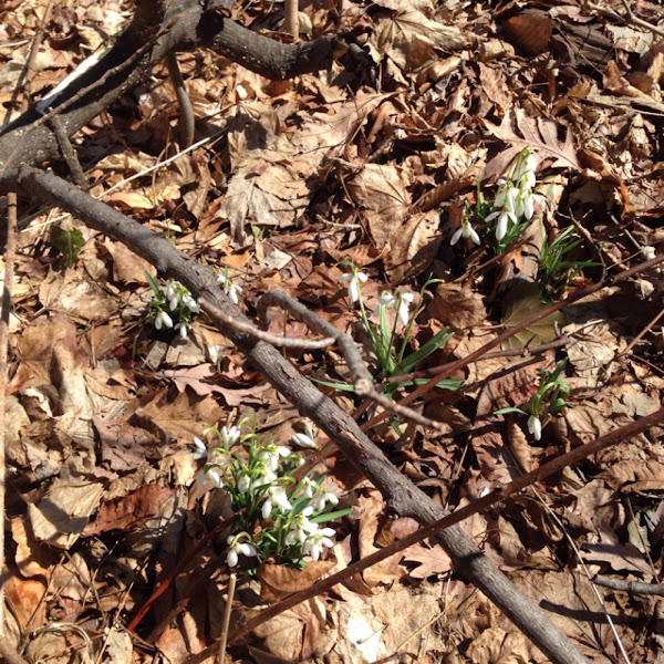 Snowdrop | Project Noah