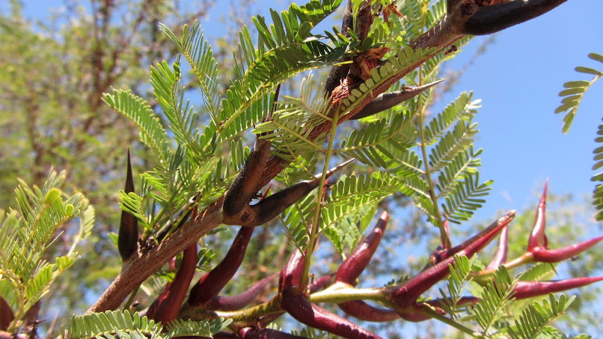 Bullhorn Acacia | Project Noah