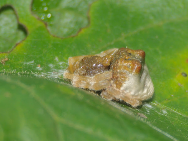 Bolas spider | Project Noah