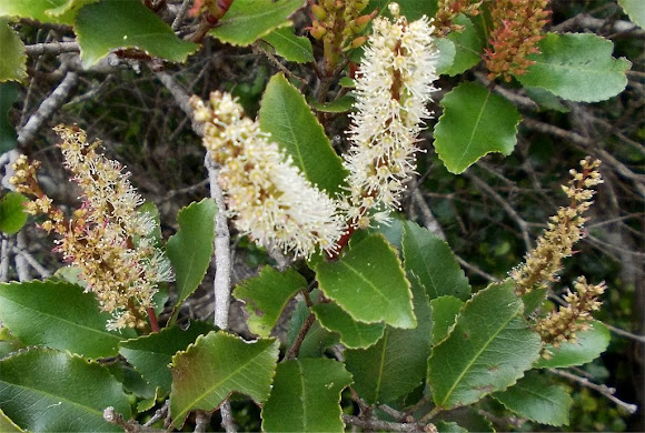 Kamahi | Project Noah