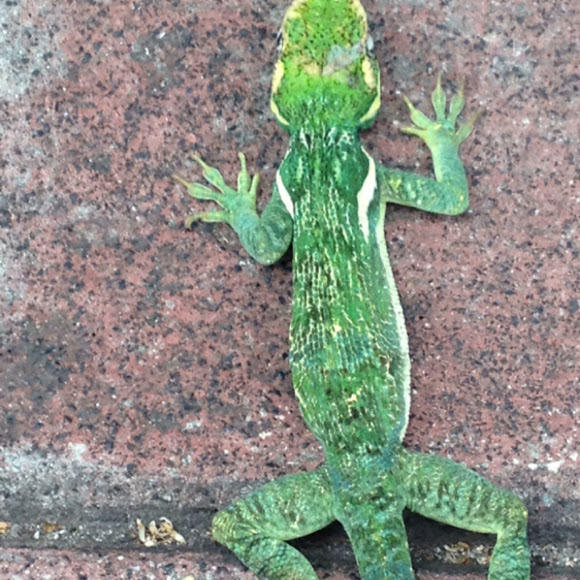 Cuban Knight Anole | Project Noah