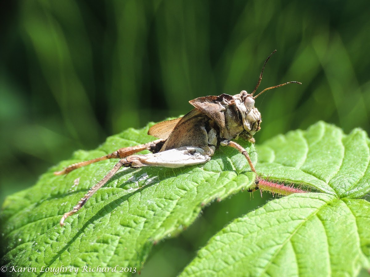 Grasshopper exuvia | Project Noah