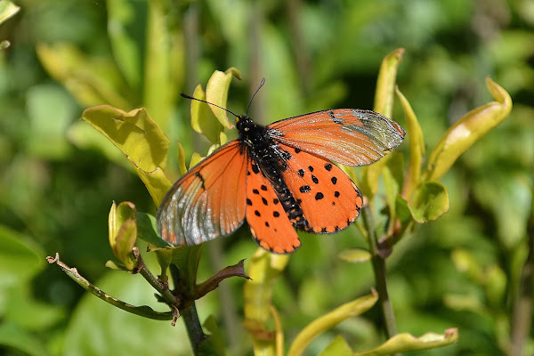 Garden Acraea | Project Noah