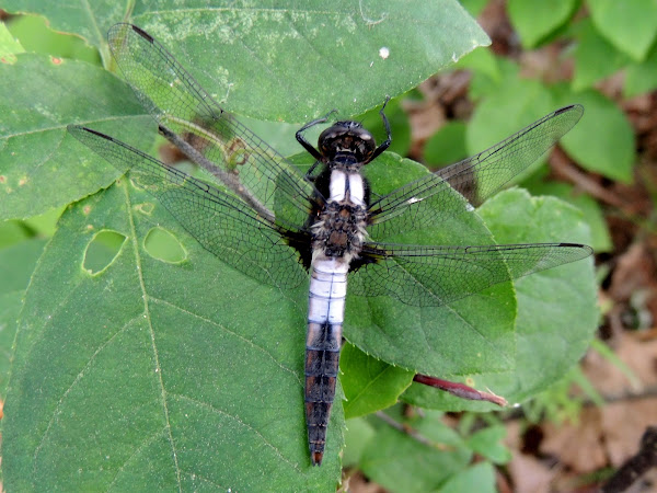 Chalk-fronted Corporal | Project Noah
