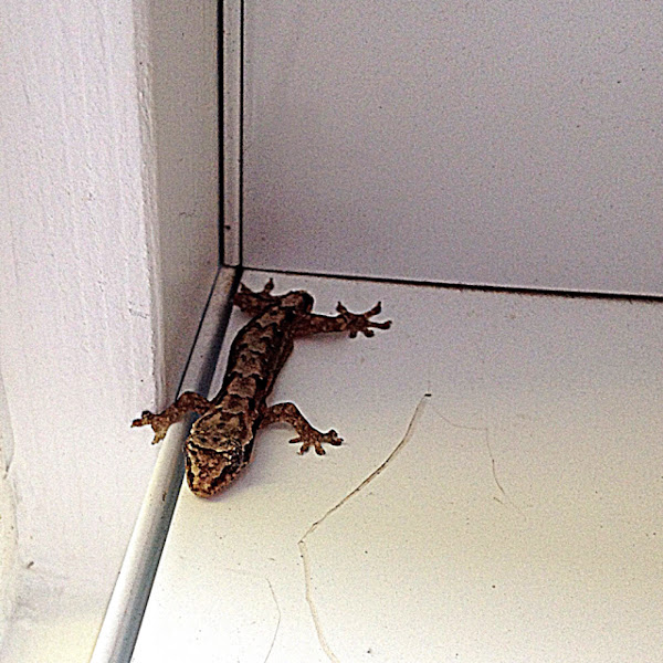 Mourning gecko | Project Noah