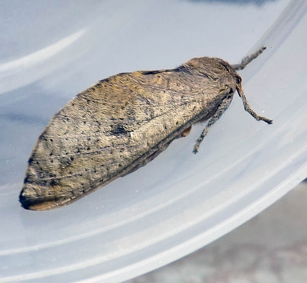 Chocolate Ghost Moth | Project Noah