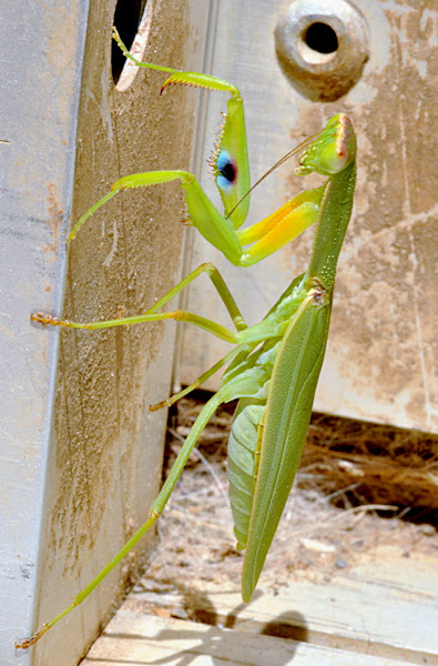 Australian Green Mantis (male) | Project Noah