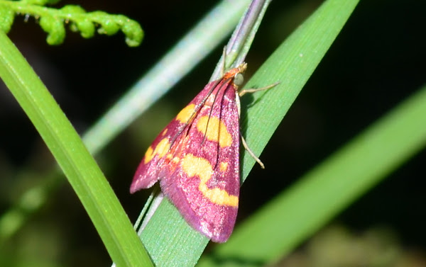 Coffee-loving Pyrausta Moth | Project Noah