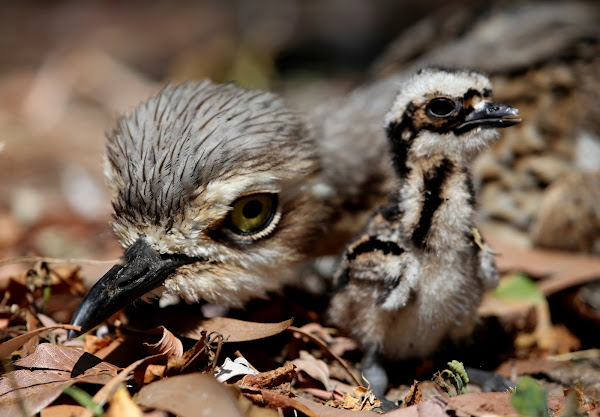 Bush Stone-curlew | Project Noah